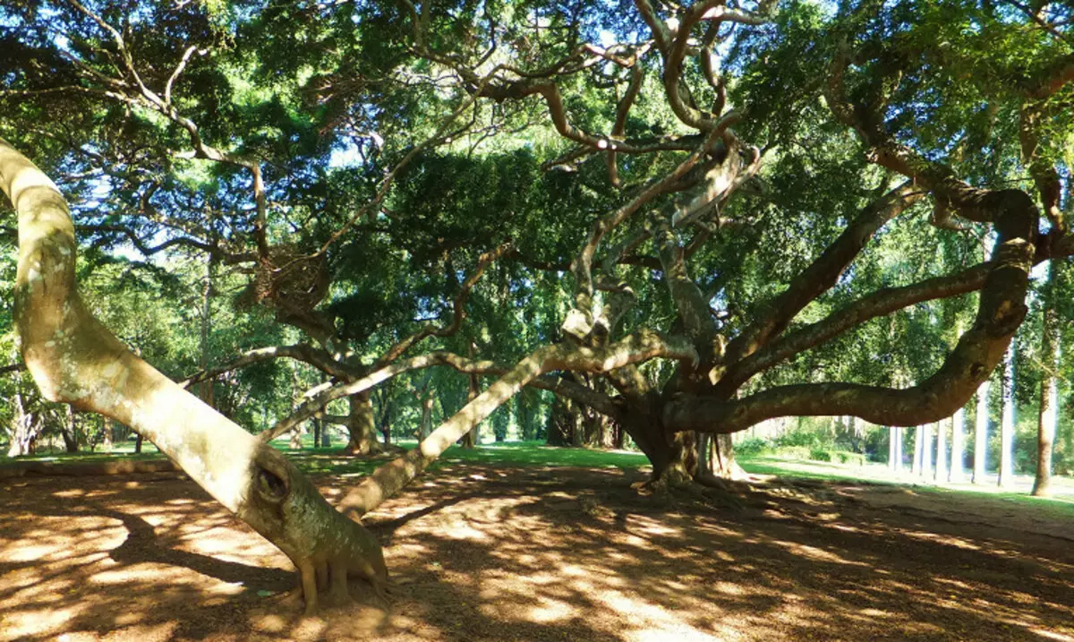 Royal Botanika Bağı, Şri Lanka, Asiya