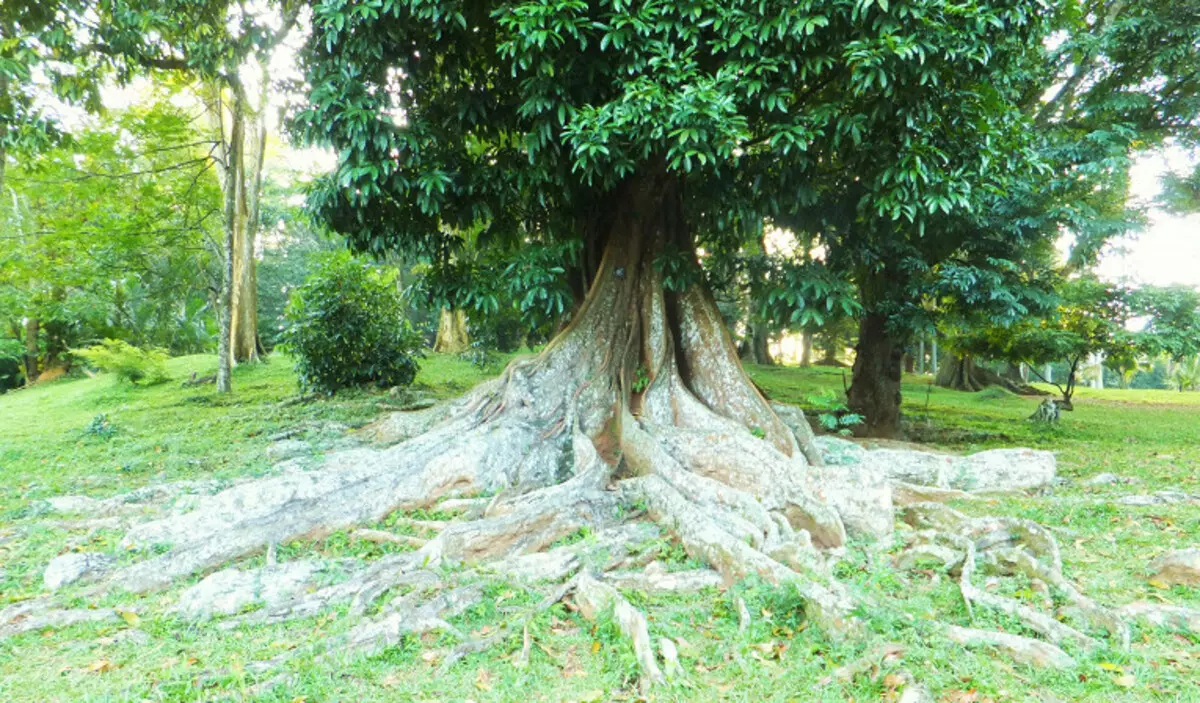 Royal Botanical Garden, Sri Lanka, Azi