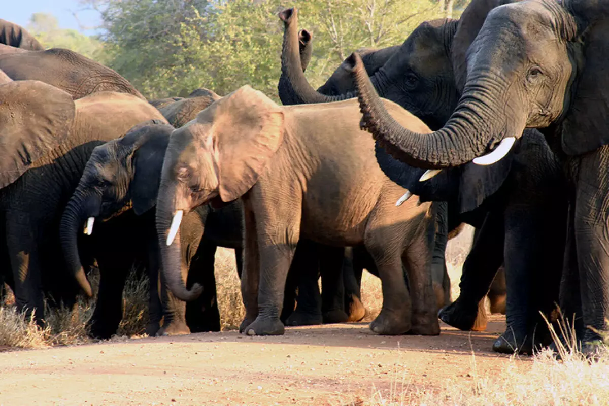 อุทยานแห่งชาติ Kruger, แอฟริกาใต้, แอฟริกา