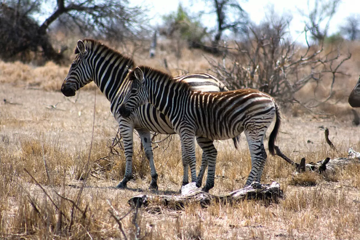 Kruger National Park, South Africa, Africa