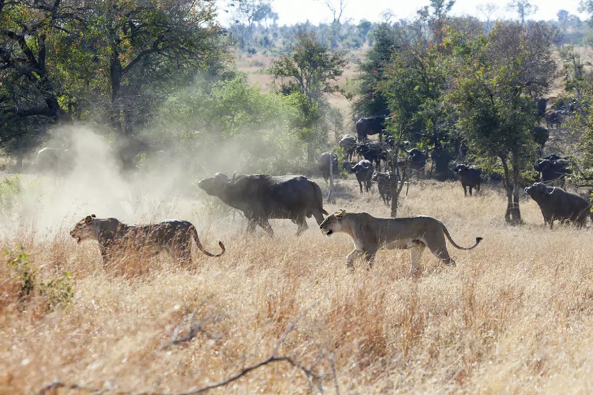 อุทยานแห่งชาติ Kruger, แอฟริกาใต้, แอฟริกา