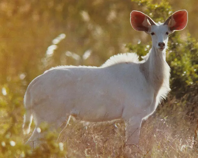 ឧទ្យានជាតិ Kruger, អាហ្វ្រិកខាងត្បូង, អាហ្វ្រិក