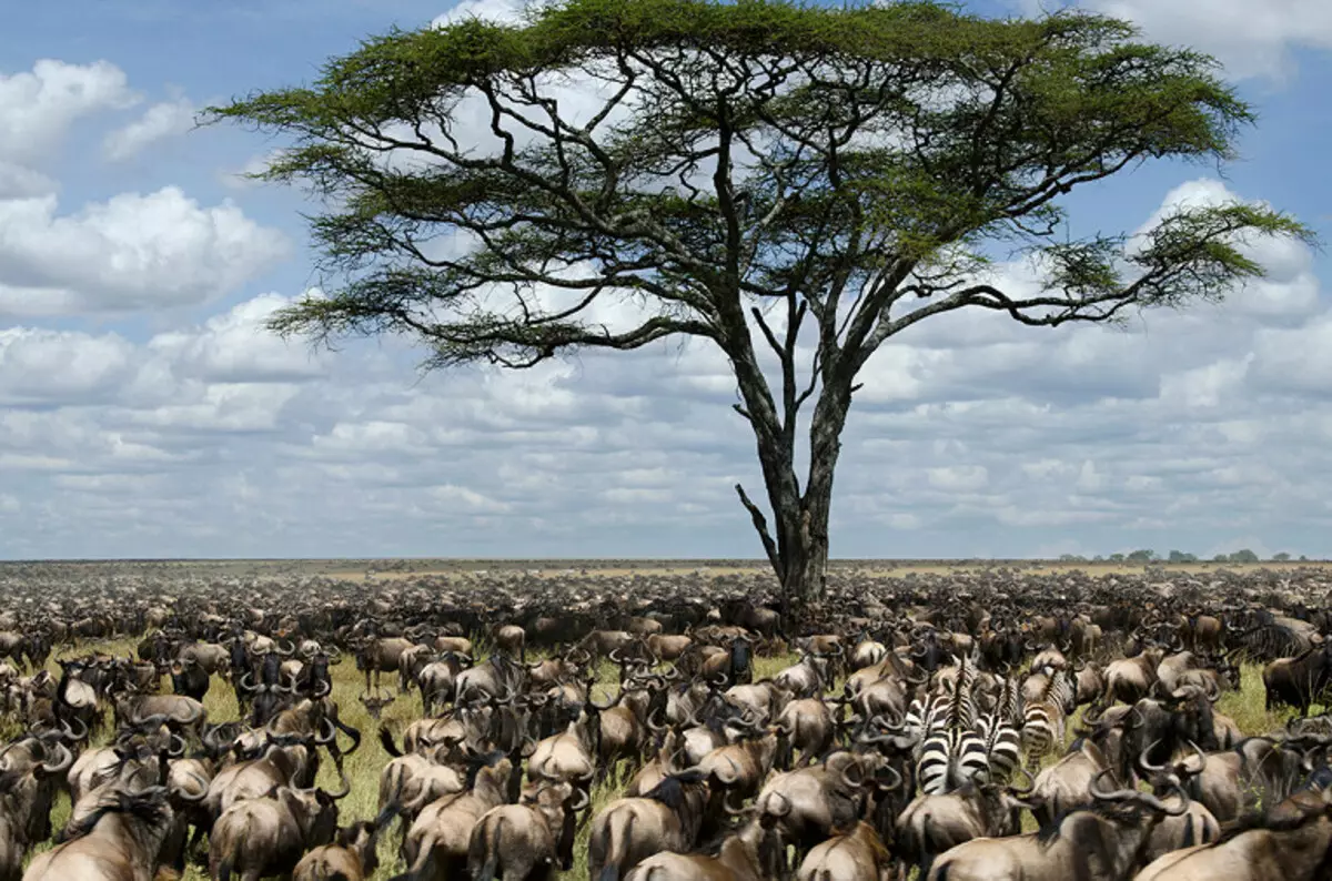 Serengeti Park, Tanzania, Africa