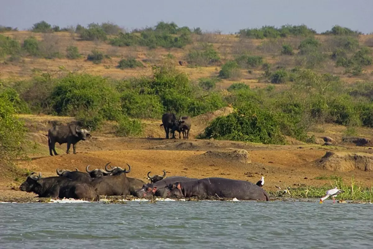 Canal Caasing, Uganda, Àfrica