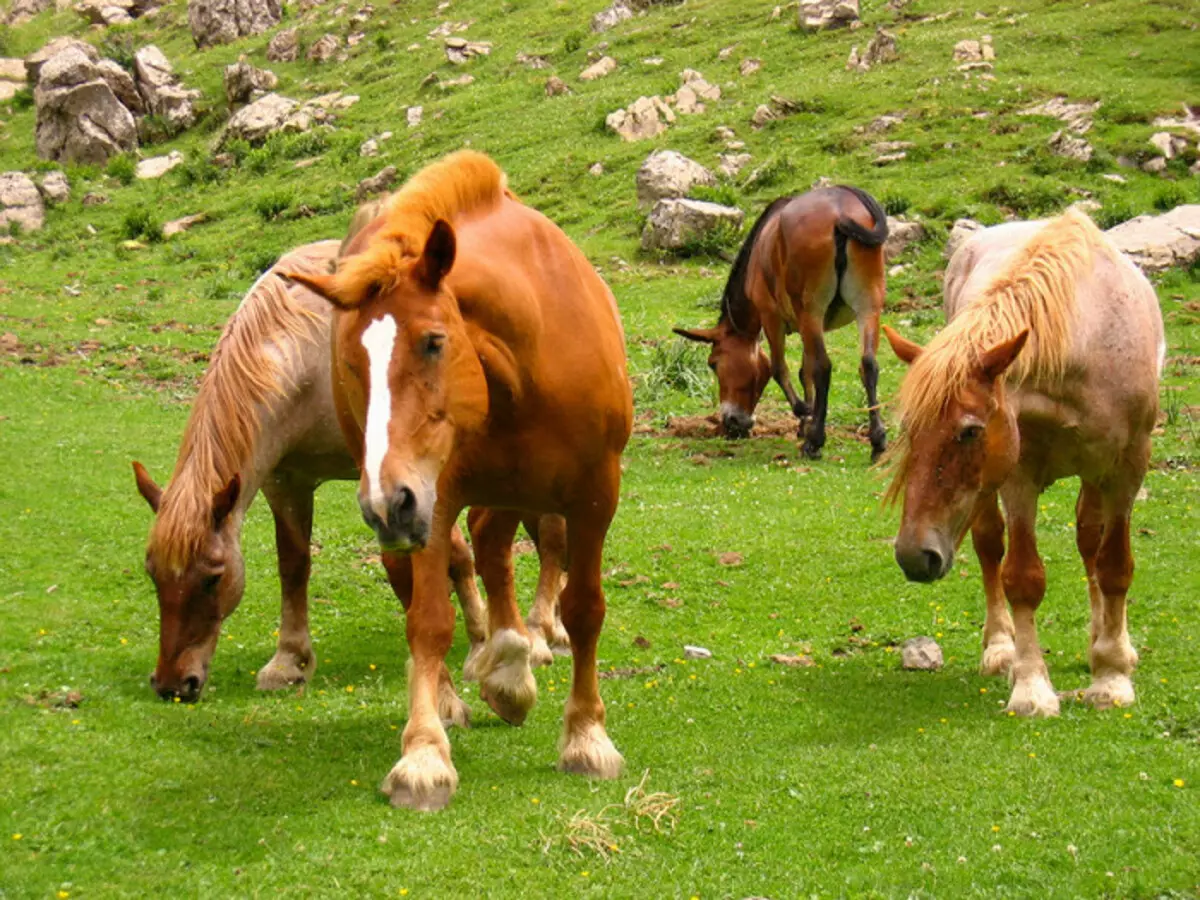 Düz Los Llanos, Venezuela, Güney Amerika