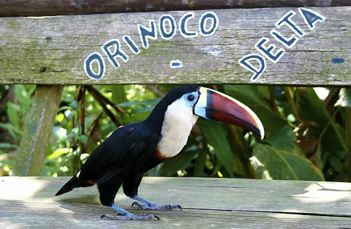 Orinoco Delta, Venezuela, Amérique du Sud