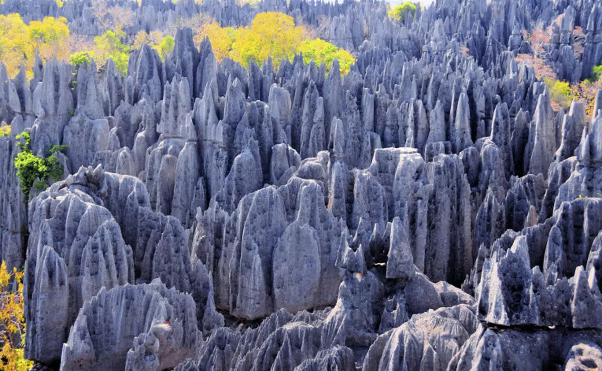 Zingzhi du Bimaraha, Madagaskar, Afrika