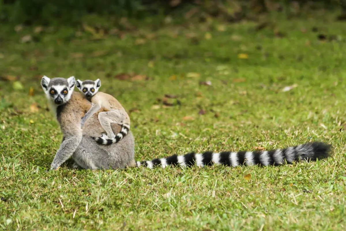 Rezervovať ANZA, Madagaskar, Afrika