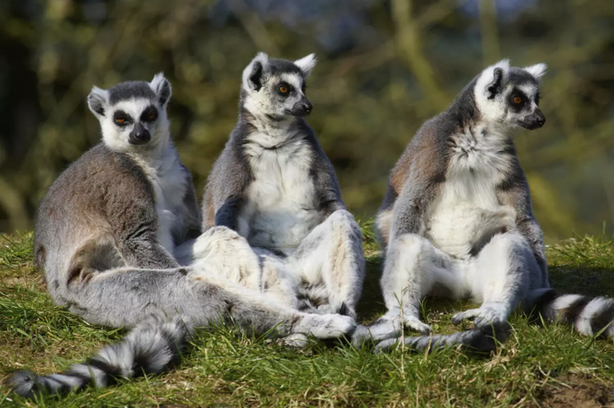 Rezervirajte Anzo, Madagaskar, Afrika