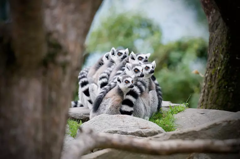 Rezervirajte Anzo, Madagaskar, Afrika