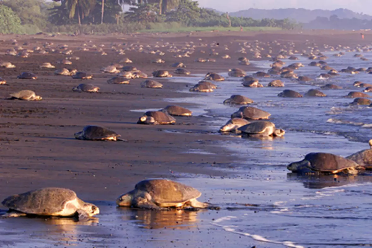 Ретки видови на желки пополнети празни туристички плажи во Тајланд