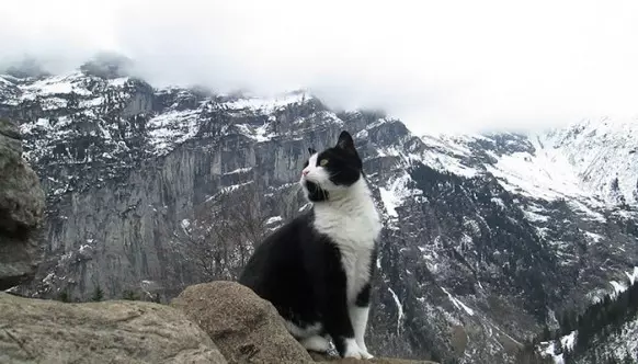 Kočka zachránila cestovatele ve Švýcarsku v horách
