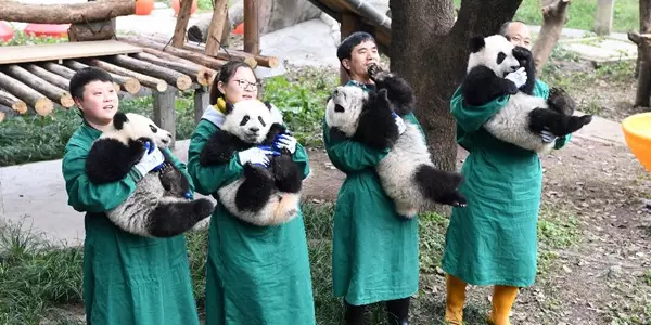 Panda e re përgëzoi turistët me pranverën e ardhshme të pushimeve