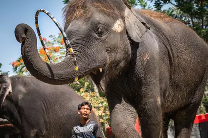 Elefante ha portato a morte per divertenti turisti