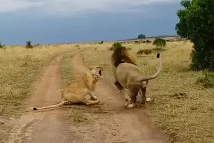 Löwe brach in den schlafenden Löwe und biss sie