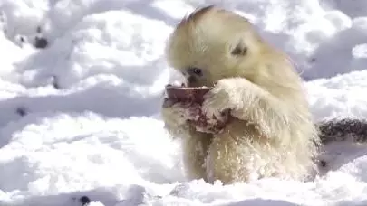 Hubei eyaletinde, canavarlar ilk kar yağışı ile memnun kaldı