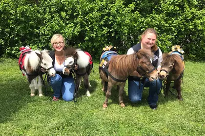 Mini horses will help passengers of American airport to deal with stress