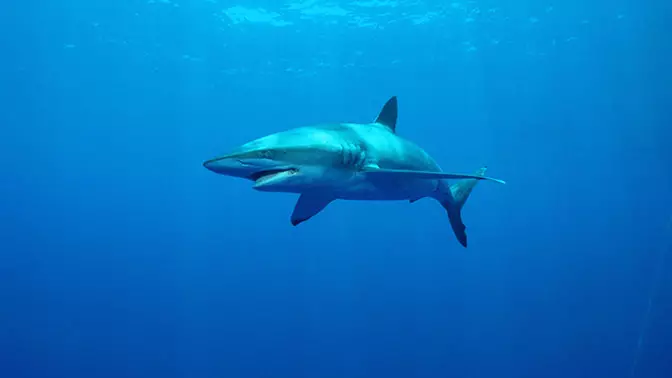 Shark pārkāpj tūristu populārajā Ēģiptes kūrortā