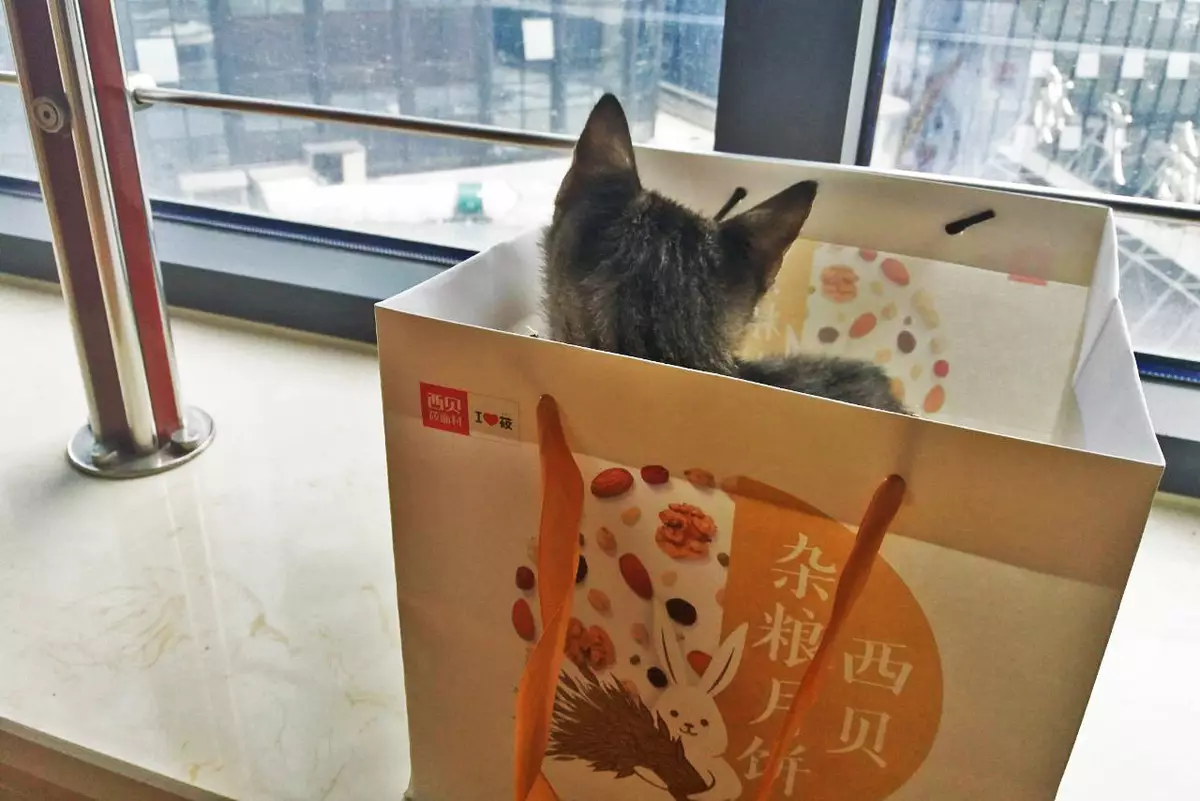 Novosibirsk reunió 15 mil para salvar al gatito de Yoshi de China, necesita un compañero de viajero a Novosibirsk