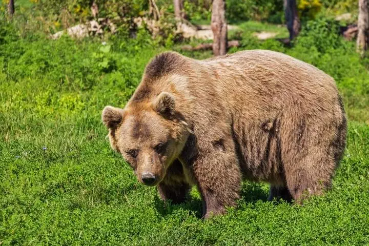 Các nhà khoa học đã gọi nguyên nhân chính của các cuộc tấn công của gấu