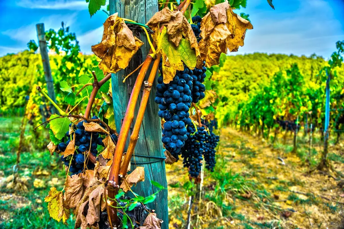 Benannte das beste Land für Weinliebhaber