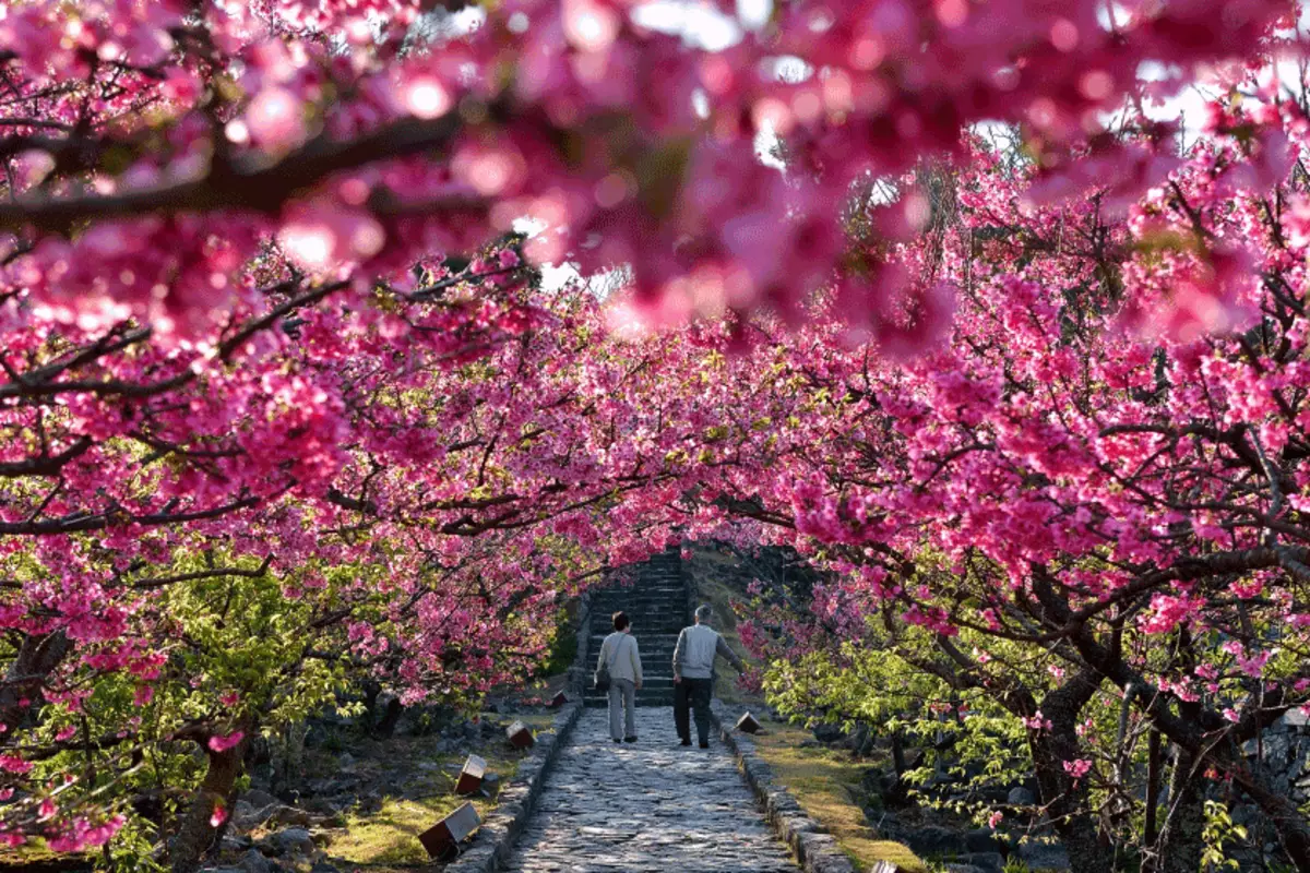 V Okinavi na jugu Japonske je Sakura cvetila