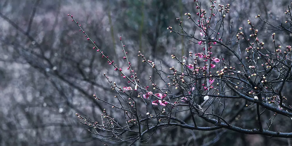 I-Plum Plum Blossom Esifundazweni saseZhejiang