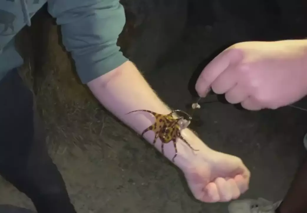 Rybáři hrají s smrtícím chobotnicem, jehož jed je dost pro 26 lidí (video)