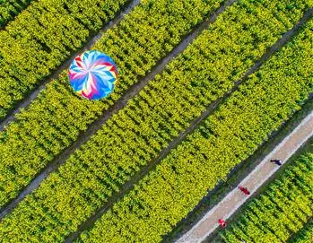 Fushat e lulëzuar rapeseed në provincën Zhejiang