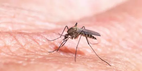 Rosturismul a cerut rușilor să ia în considerare riscul de infecție cu febra dengue în Asia