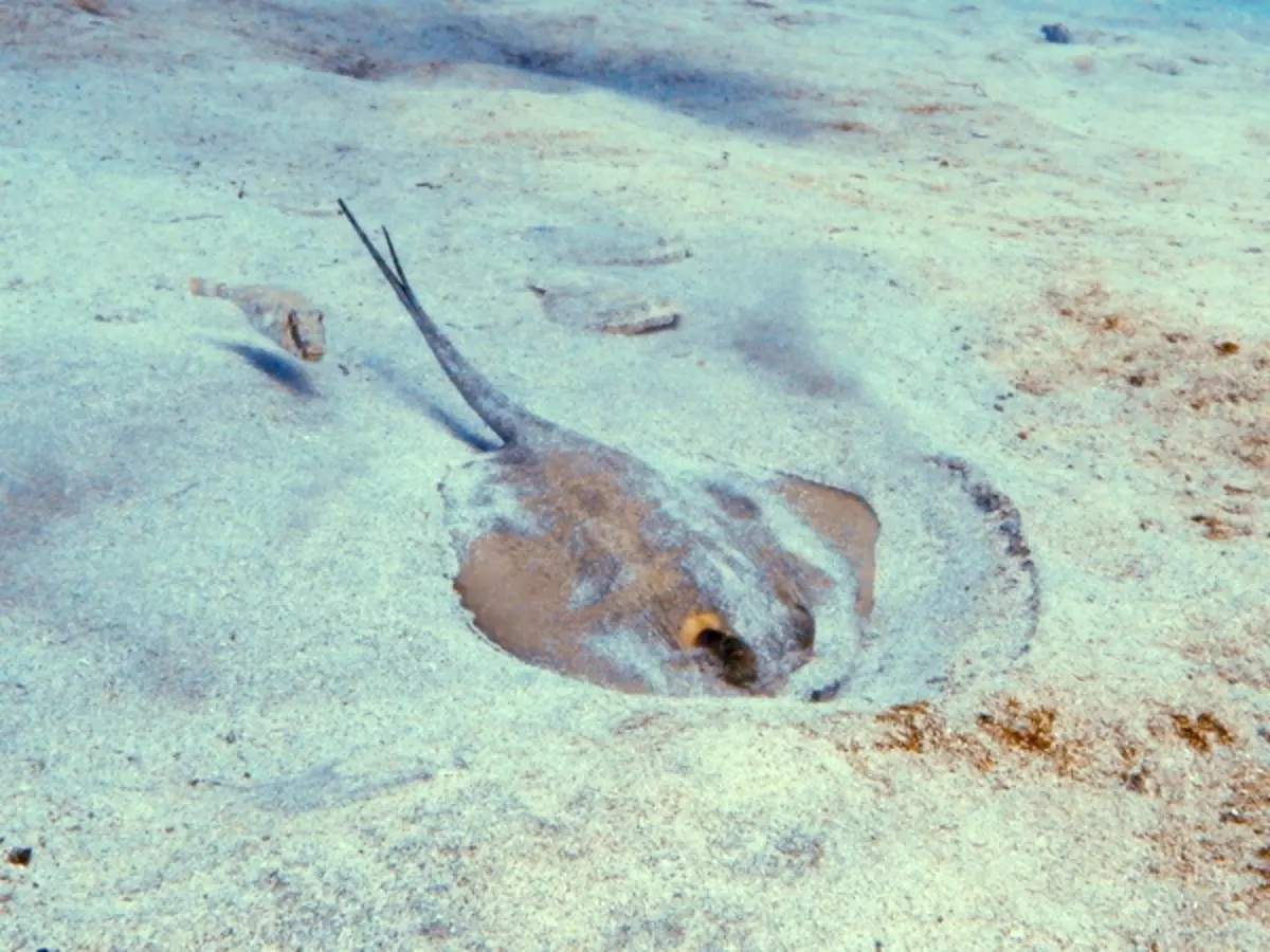 Gefährliche Meereskreaturen, die im Schwarzen Meer gefunden werden 424716_1