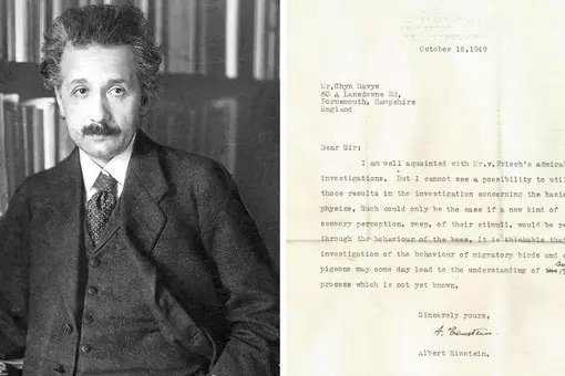 Шувуу, зөгий тухай: өмнө нь сайн мэдэгдэж байсан, einstein - портал / мэдээ