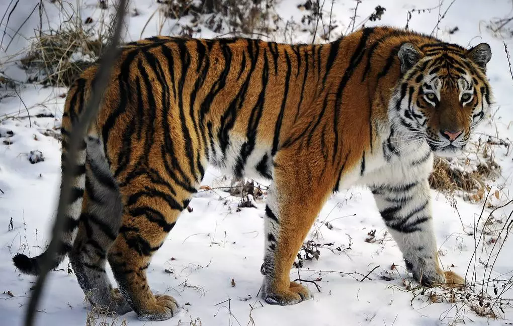 V Primorye, chytit tygr, od ledna Striker na psech