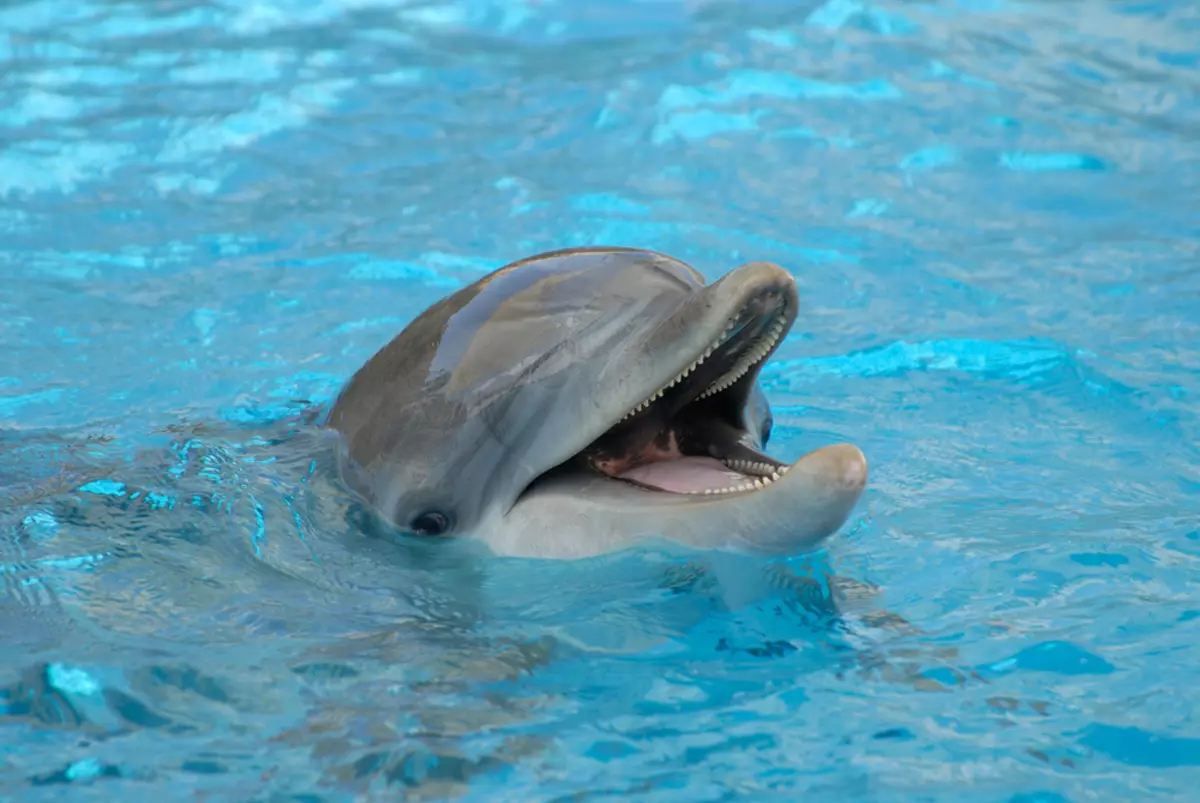 पर्यटन बद्दल सत्य: समुद्रात डॉल्फिन पूर्ण करणे धोकादायक का आहे