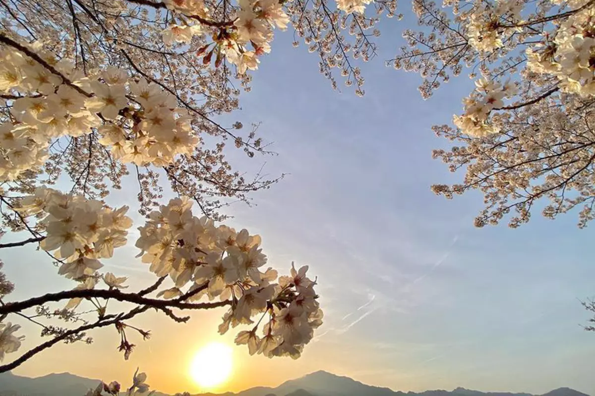 Japane, ka lekhetlo la pele ka 1200, Sakura e thunya nako e behiloeng