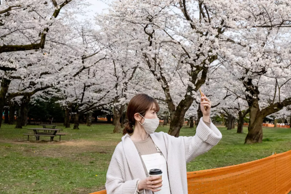 Élmuwan ngajelaskeun mekar dina tangkal anu ditingali dina pemanasan iklim. Cinyusu di Kyoto Taun ieu anu teu haneut.