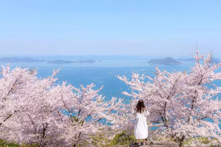 Per a la floració de Sakura, molts segles estan mirant: almenys des del 812 de la nostra època.