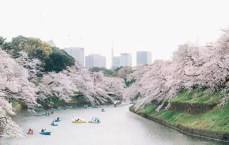 Sakura blomster bare noen få dager.