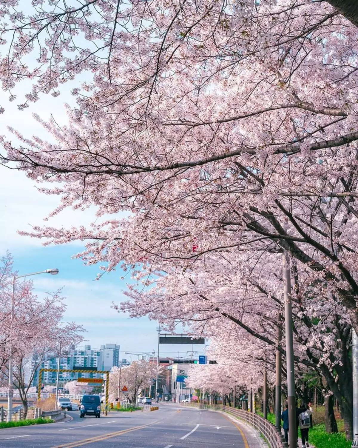 جاپانی بھی پھولوں سے محبت کرنے کی ایک روایت ہے، جس کو خانہ کہا جاتا ہے.
