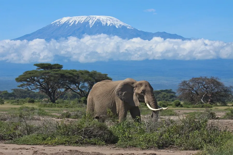 Den héchste Punkt vun Afrika, Kilimanjaro, mat engem Schnéi-wäisse Schnéihut bedeckt. Iwwer de leschte Joerhonnert, 85% vun dësem Schnéibedeckung geschmolt.