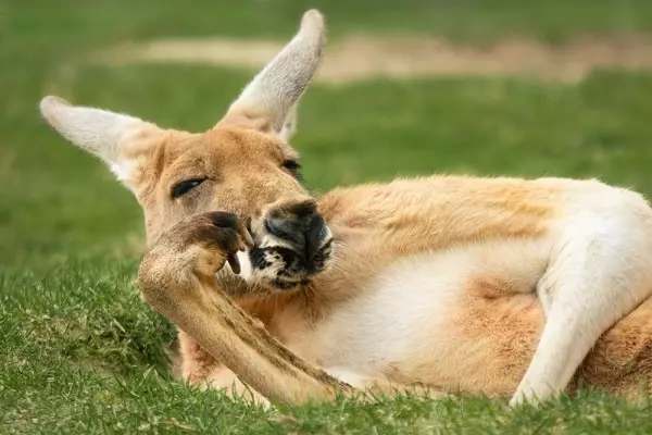 Naon anu bakal diarepkeun ti kangaroo di Australia