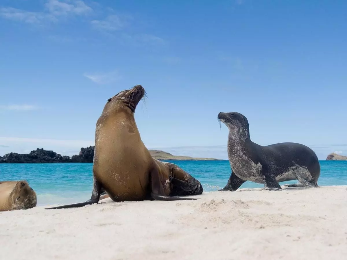 Tingali ku kuya buta sareng singa laut di Kapuloan Galapagos.
